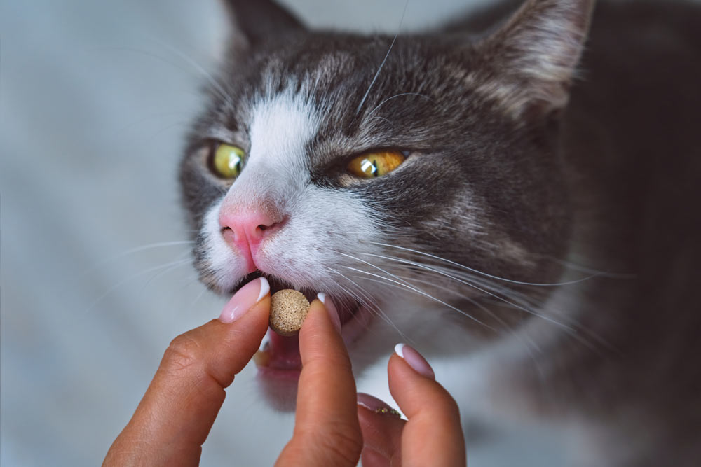Giving Pills To Cats Paw Paws Vet Clinic